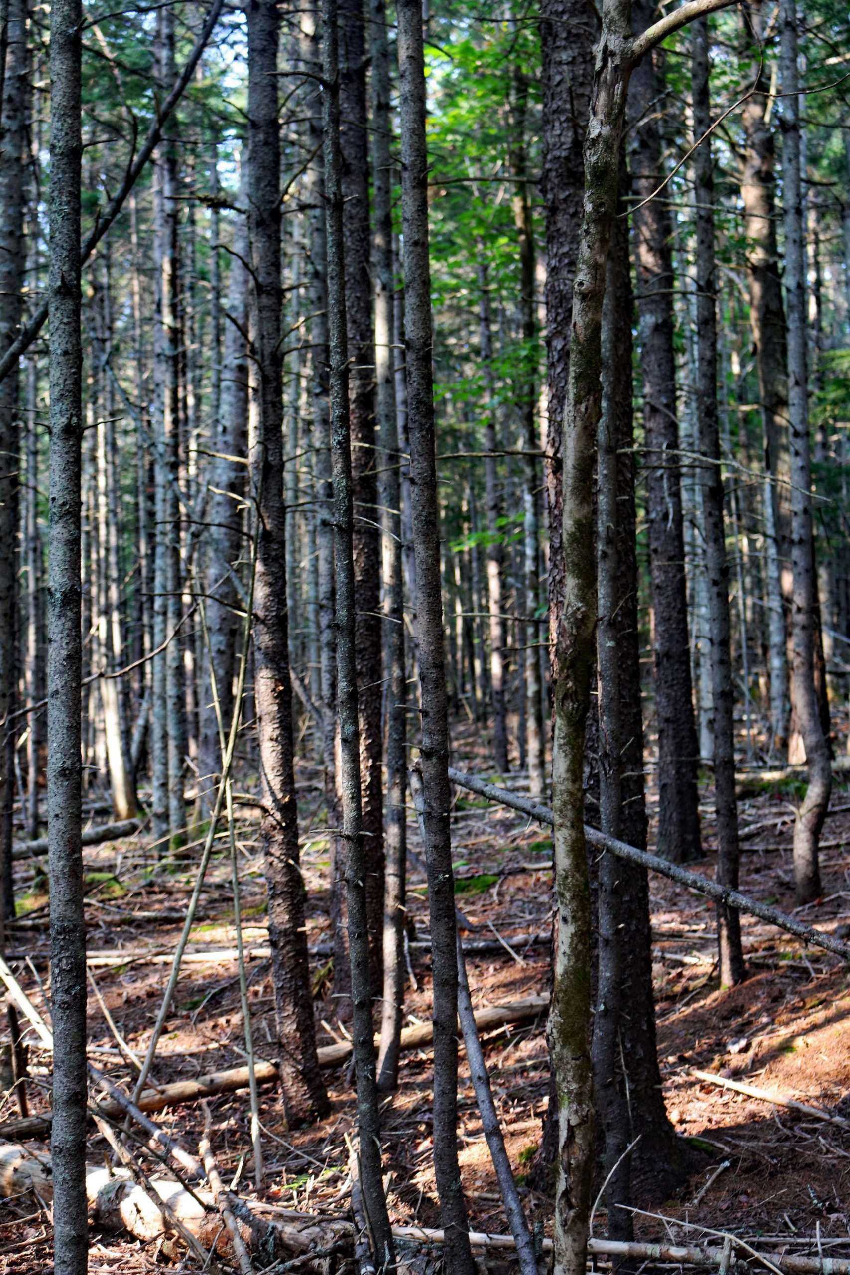 Acadia National Park – Valocity Factor Photography